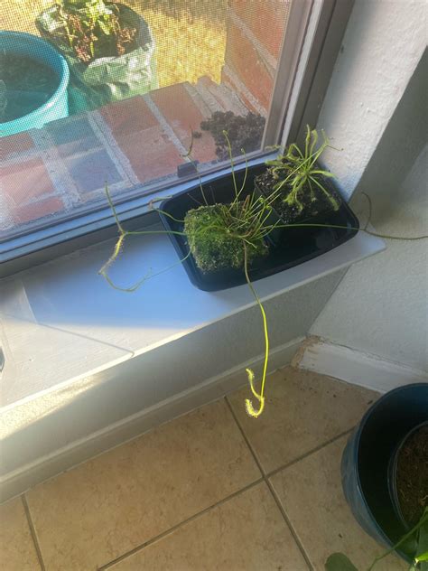 Longest Leaf Ever 5in Almost 6in Rsavagegarden