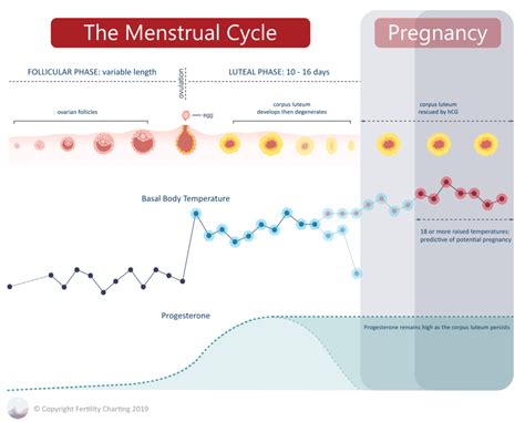 Implantation Of Pregnancy Chart Endocrinology Of Pregnancy Endotext