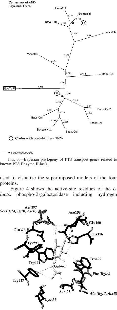 Structure Of The Active Site Of The Lactococcus Lactis Download Scientific Diagram