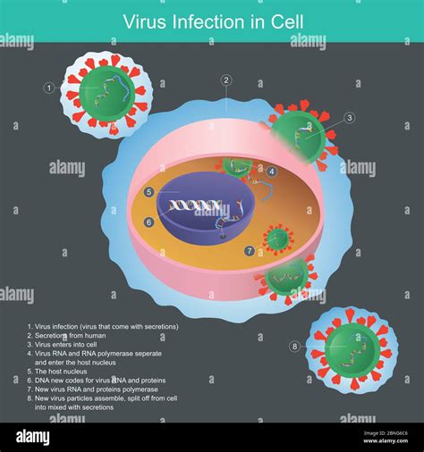 Virus Infection In Cell Illustration Explain Virus From Human