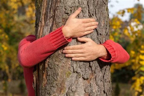 Tree Hug Stock Photos Royalty Free Tree Hug Images Depositphotos