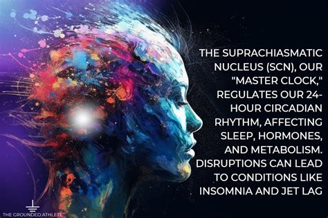 Earth Papi ⏚ On Twitter The Suprachiasmatic Nucleus Scn Located In