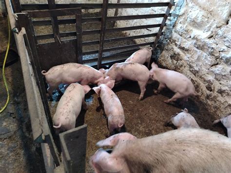 Продавам малки прасенца Прасета Селскостопански животни Сусам