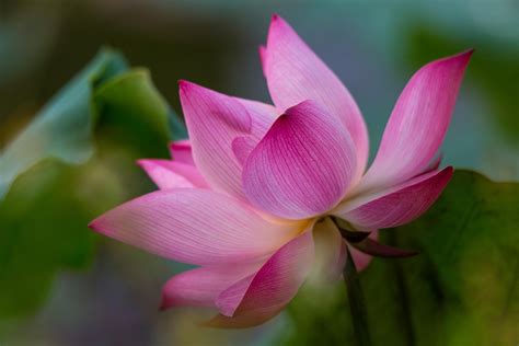 로터스 꽃 핑크 Pixabay의 무료 사진 Pixabay