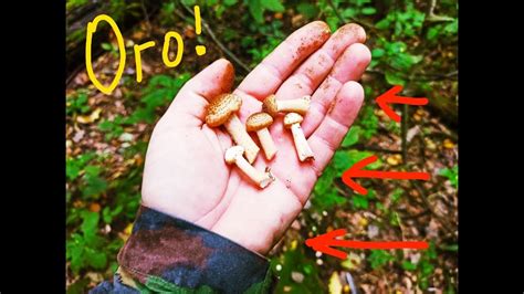 Опята Бравые ребята Грибной Сентябрь Youtube