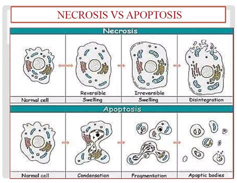 32 Host Pathogen Relationshippdf