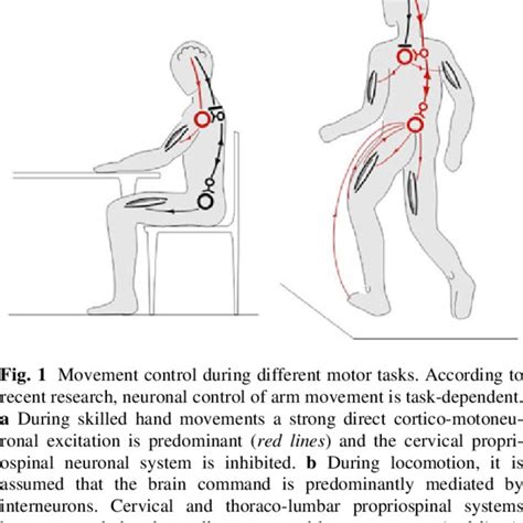 Pdf Quadrupedal Coordination Of Bipedal Gait Implications For Movement Disorders