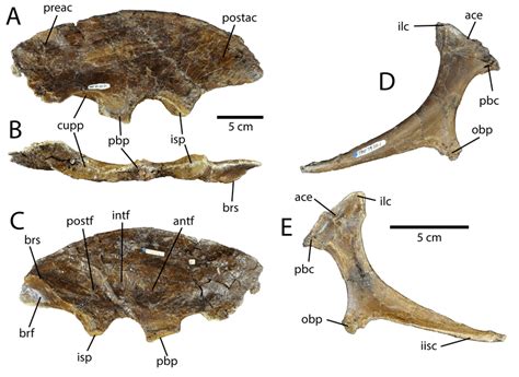 Tmp 1979 020 0001 Pelvic Elements Of Chirostenotes Pergracilis Left Download Scientific