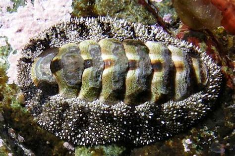 Polyplacophora Liolophura Gaimardi