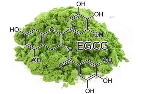 如何进口EGCG表没食子儿茶素没食子酸酯 哔哩哔哩