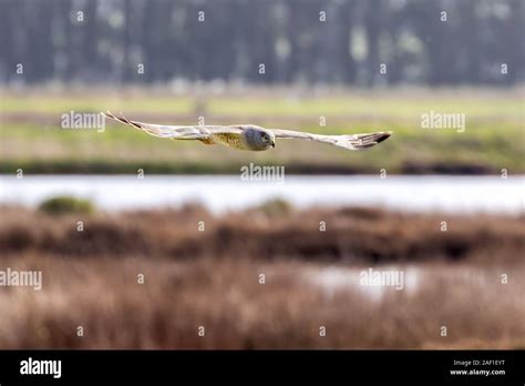 A Northern Harrier Circus Hudsonius Hunts By Flying Low Over Fields Scanning The Ground