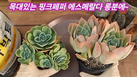 24123 🌸목대있는 핑크페퍼 에스메랄다를 롱분에 식재해요~🌸 핑크페퍼가 복숭아빛감으로 예뻐지고 있어요🌸 꽃동산다육 010 3939 4304 사박토 010 3436