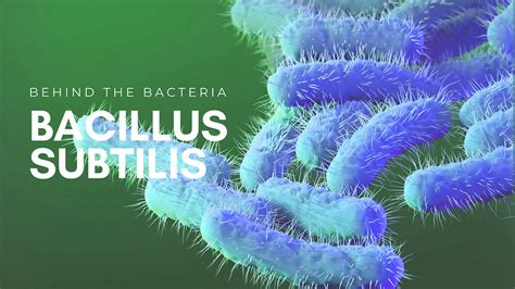 Bacillus Subtilis