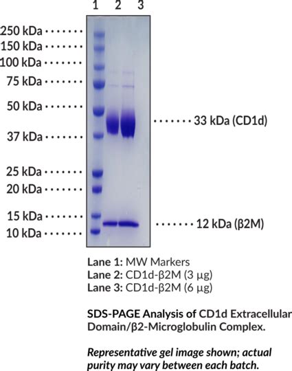 Cd1d Extracellular Domainβ2 Microglobulin Complex Human Recombinant