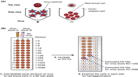 What Is Indirect Hemagglutination Test At Charles Mattingly Blog