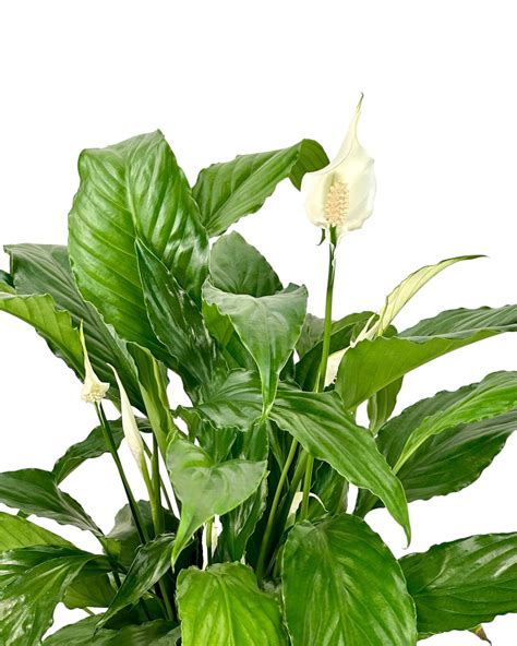 Spathiphyllum Sweet Chico La Belle Feuille
