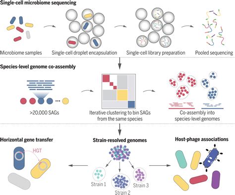 High Throughput Single Microbe Genomics With Strain Resolution