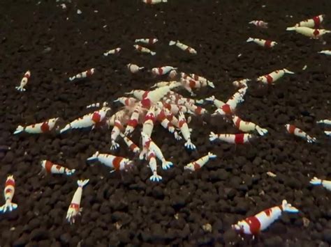 루나쿠아°구피and열대어and비쉬림프and용품and수초 Band