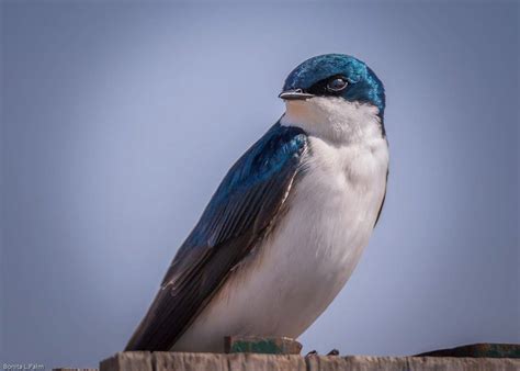 Tree Swallow On Behance
