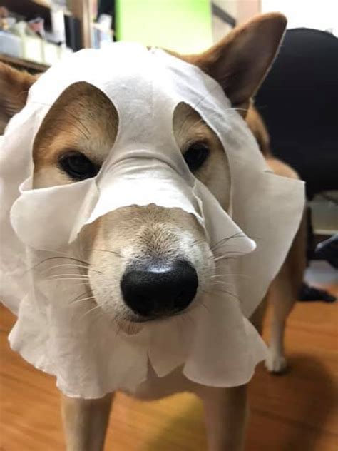 廢柴魷魚絲 魷魚絲：哥趁機也保養一下！ 花枝丸：妹也順便囉！ 魷魚絲不是魷魚是魷先生 花枝丸不是花枝是花小姐