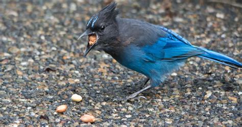 The Splendid Stellers Jay Nest Box Live