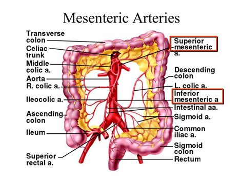 Mesenteric Vessels Gallery