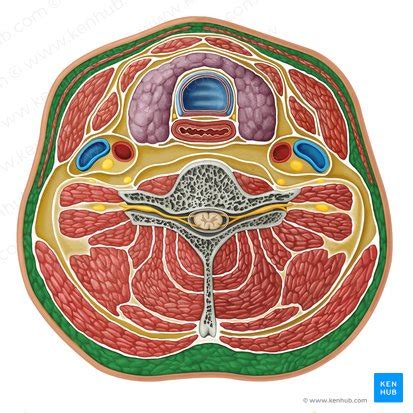 Platysma Muscle Attachments Innervation Function Kenhub
