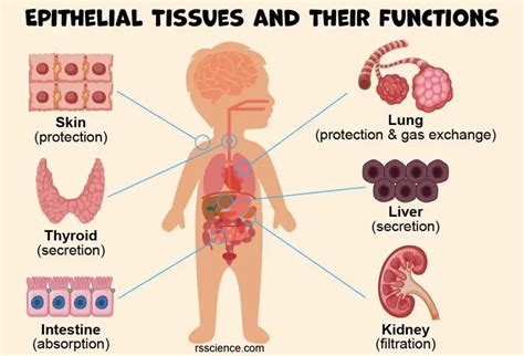 Epithelial Tissue Function