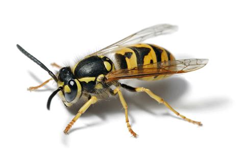 Wasp Identification Chart Pest Control Sydney