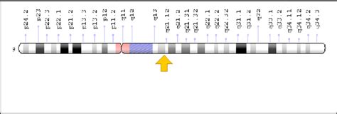 The Fxn Gene Location On Chromosome 9 At Position 21 11 From Reference [4 Download Scientific
