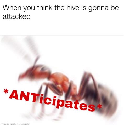 Ant Meme Rdankmeme