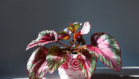 Begonia House Plant Care 7 Easy Tips For Growth