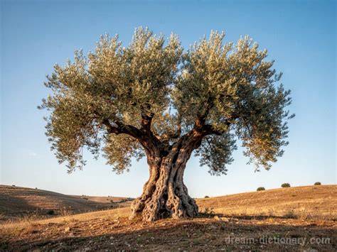 Olive Tree Dream Meaning Peace Wisdom And Prosperity