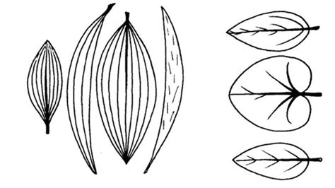 Leaf Venation Recognise Plants