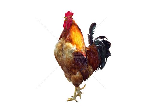 大红公鸡在白色背景上高清图片下载 正版图片503163169 摄图网