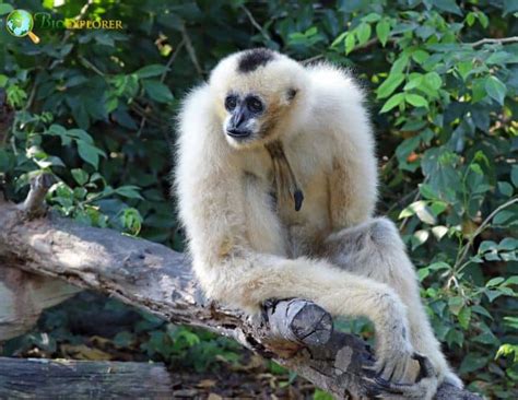 Black Crested Gibbon Characteristics Nomascus Concolor Facts
