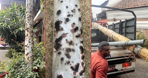 गोली लागेर छियाछिया भएको बिजुलीको पोल बेनी फर्काइयो