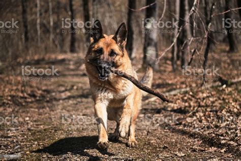 개는 가을에 공원에서 빠르게 실행하고 나무 가지에 니블 행복한 목자 얼굴 앞보기 아름다운 빨간색과 검은 색 독일 셰퍼드는 좁은