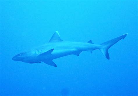 Grey Reef Shark Carcharhinus Amblyrhynchos Bali Wildlife