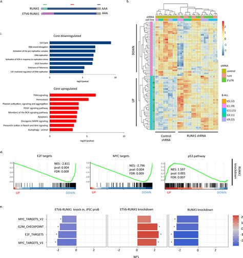 Defining A Core Runx1 Program In B All Reveals Antagonism Between