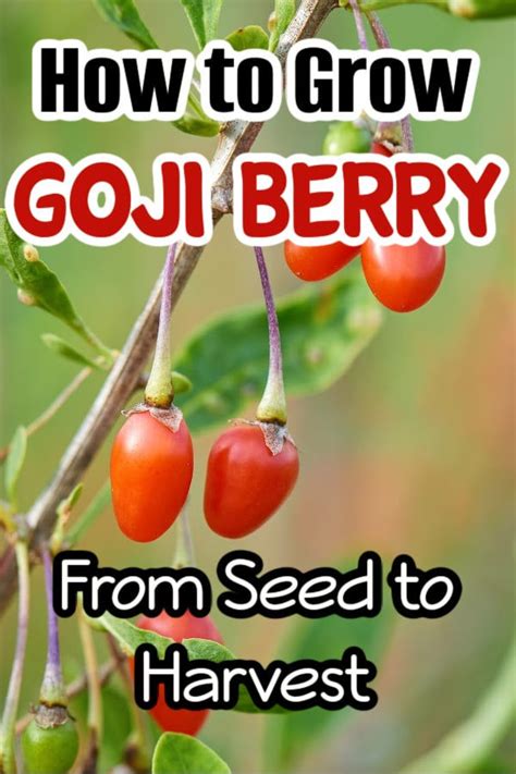 Growing Goji Berries Seed To Harvest Guide In 2024 Growing Goji Berries Goji Berries