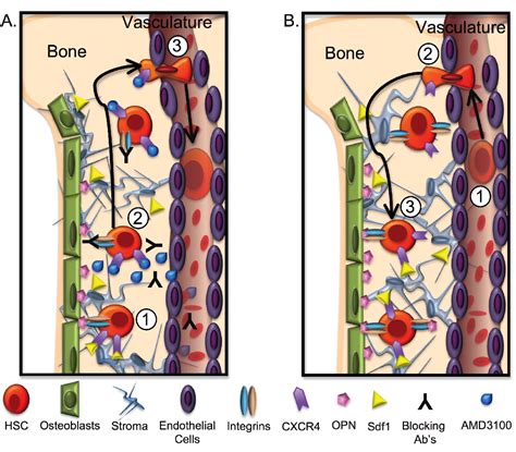 Bone Marrow Hematopoietic Stem Cells