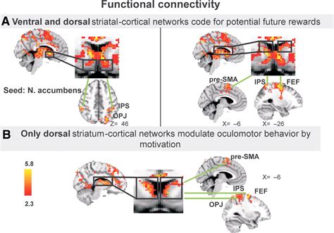 Functional Connectivity Of The Striatum Links Motivation To Action Control In Humans Journal