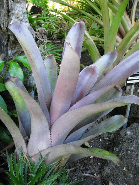 Aechmea Mulfordii Malva