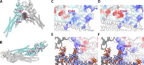 Structural Analysis Of Stat1 Protein A The Structure Of Stat1 Dimer Download Scientific