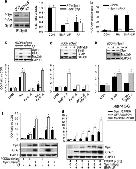 Synaptojanin 1 Synj1 Is Involved In Astrogliogenesis But Not In Download Scientific Diagram