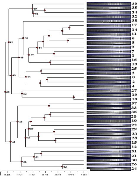 Dendrogram Of Eric Pcr Genotype Analysis Derived From Bacillus Isolates