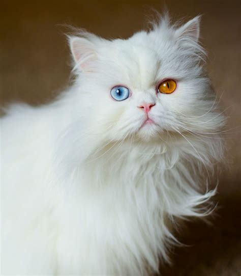 Heres Why Some Cats Have Different Color Eyes Heterochromia Explained
