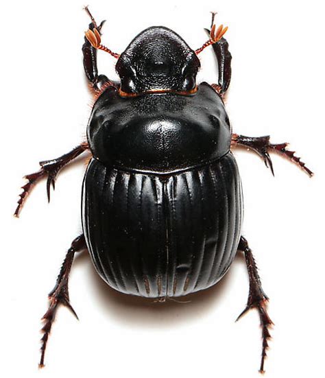 Dichotomius Carolinus Bugguidenet
