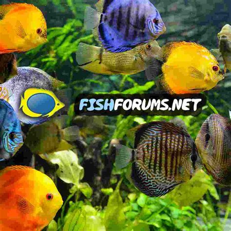 Help With Choosing Fish Fish Forum